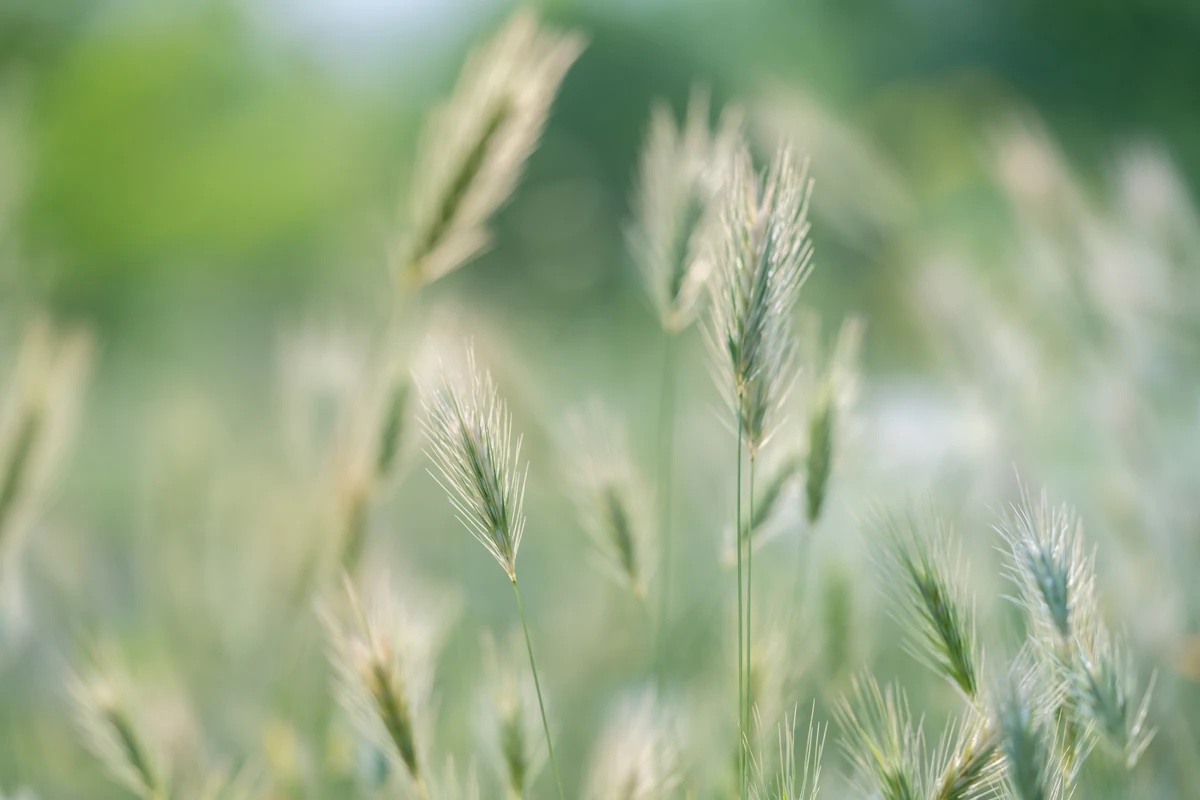 Les graminées allergènes gênant : notre liste